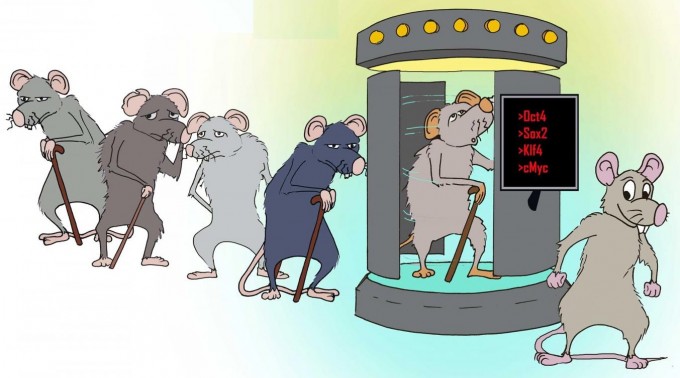 Cellular reprogramming turns back the aging clock in mice « the ...